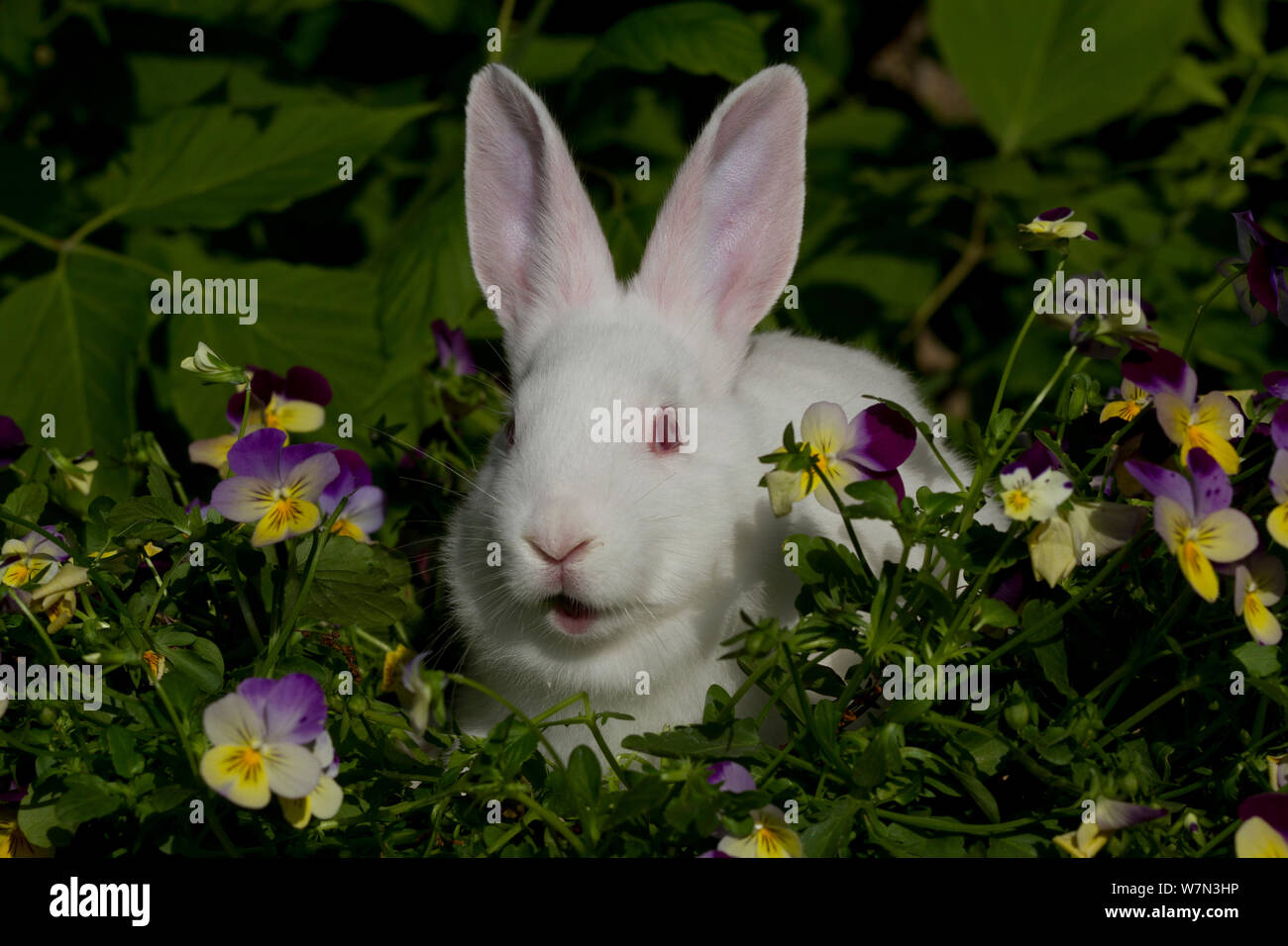 New Zealand breed rabbit in spring flowers. USA Stock Photo - Alamy