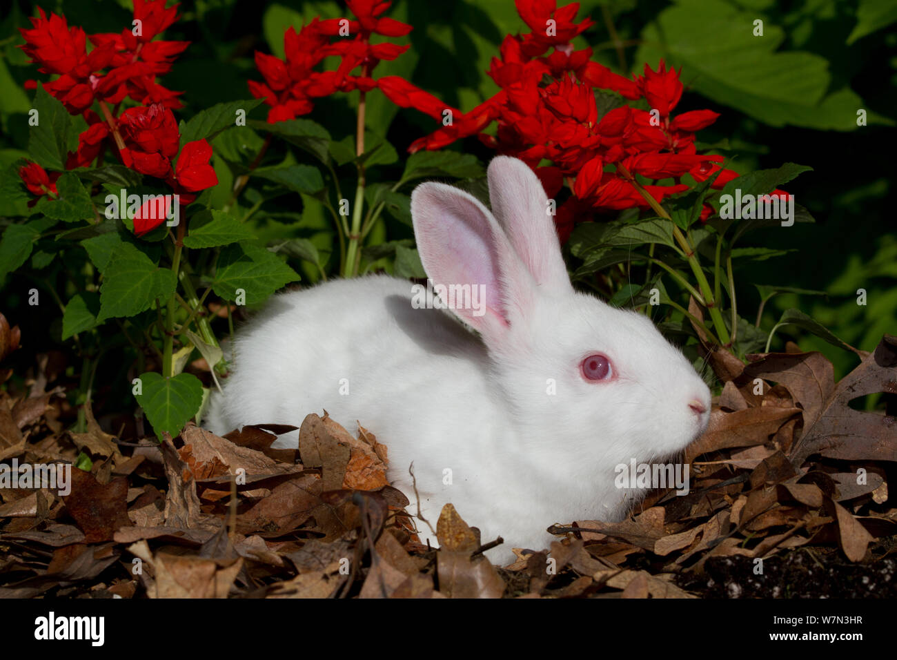 New zealand white rabbit hi-res stock photography and images - Alamy