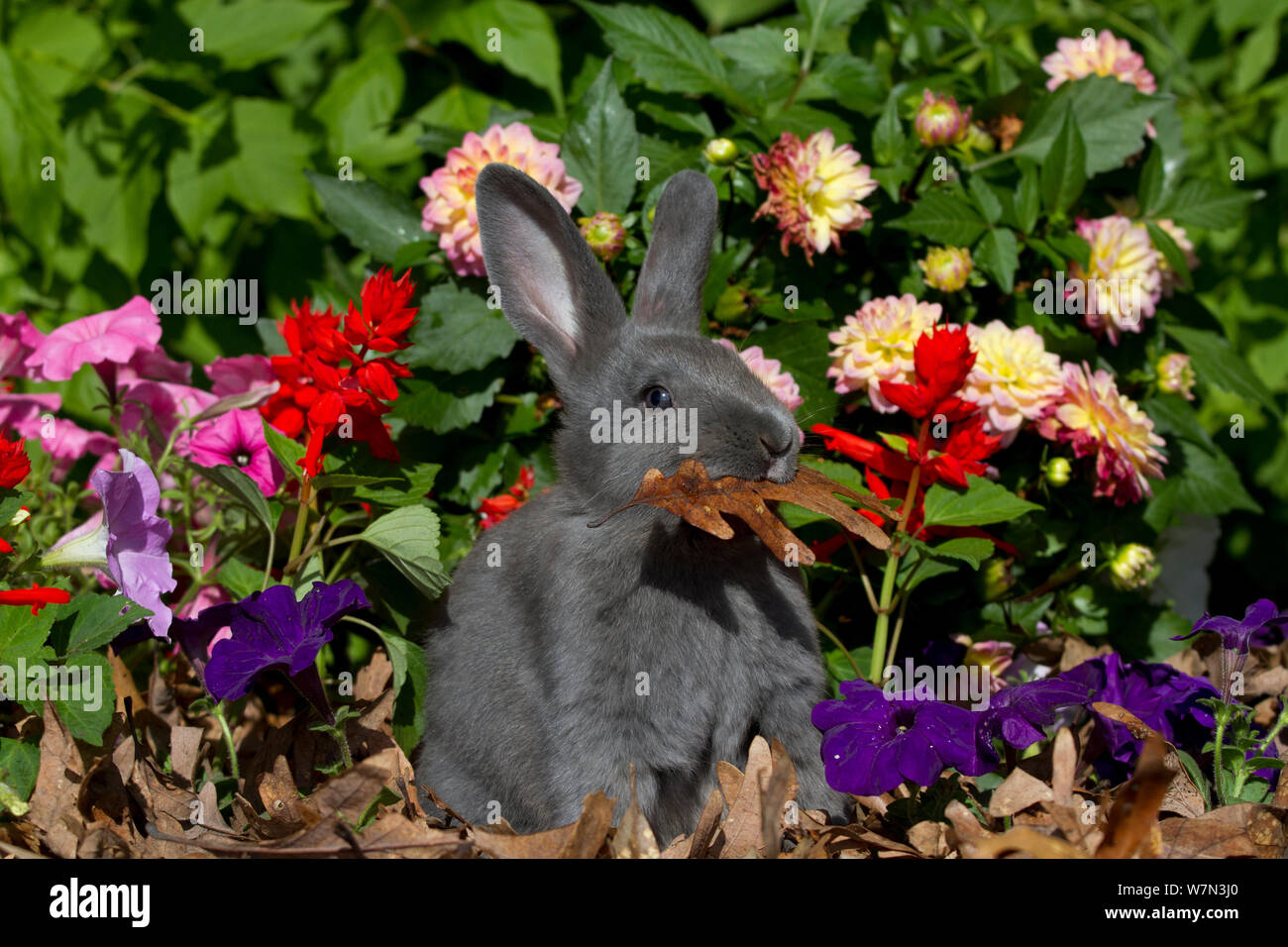 New Zealand breed rabbit in flowers. USA Stock Photo - Alamy