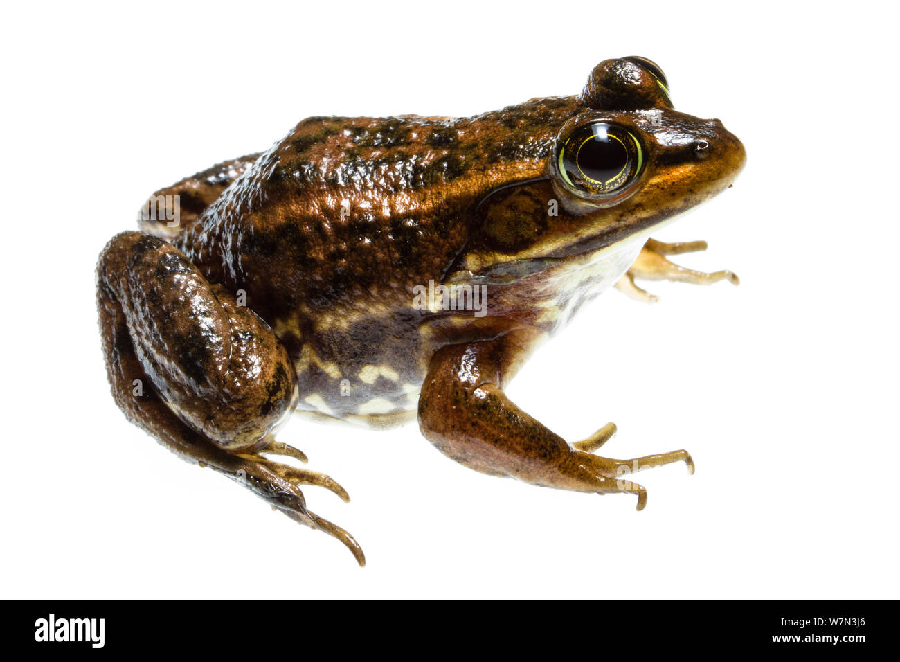 Carpenter frog (Rana / Lithobates virgatipes) Richmond County, North ...