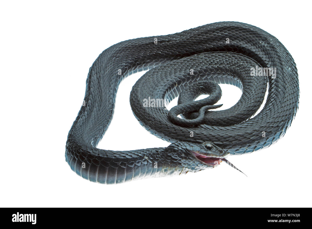Snake coils Cut Out Stock Images & Pictures - Alamy