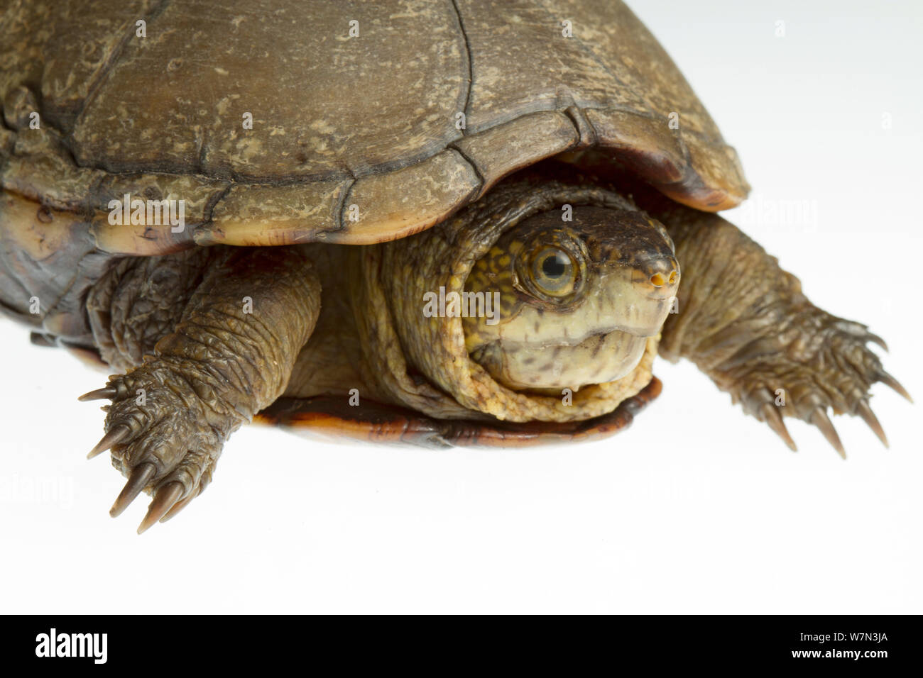 Eastern mud turtle (Kinosternon subrubrum) head detail, Richmond County ...