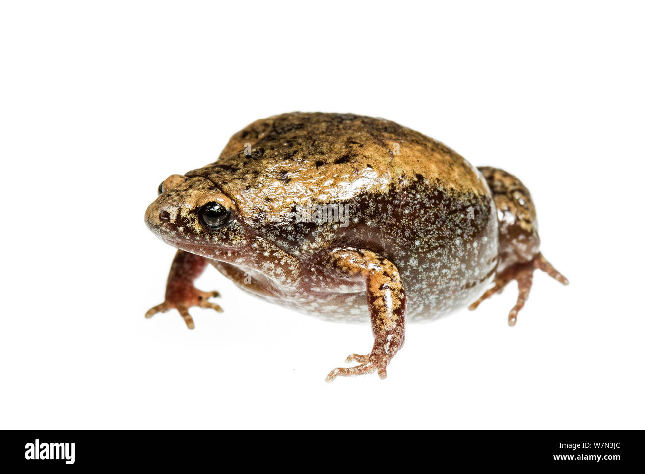 Eastern narrow-mouthed toad (Gastrophryne carolinensis) Scotland County ...