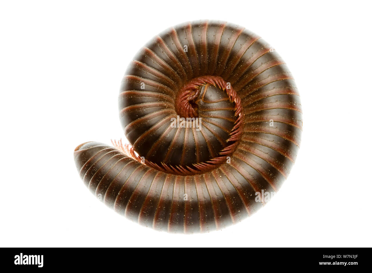 Millipede coil hi-res stock photography and images - Alamy