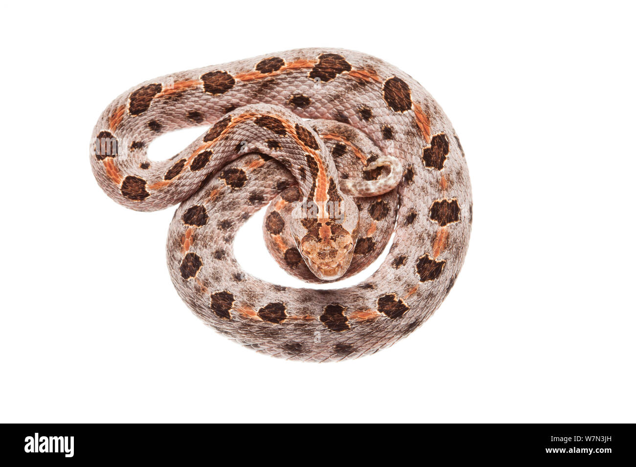 Pygmy / Pigmy rattlesnake (Sistrurus miliarus) Scotland County, North ...