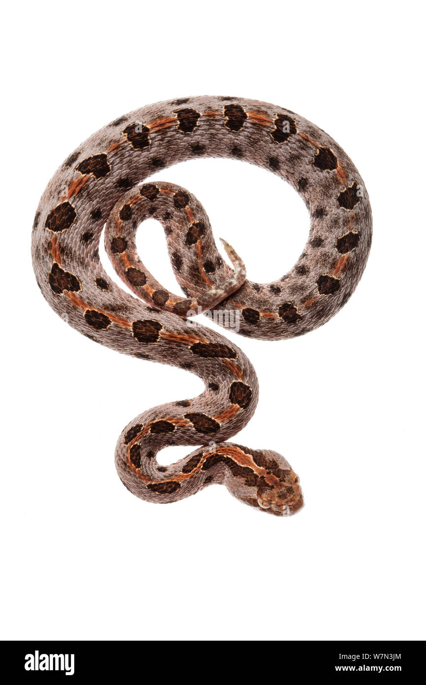 Pygmy / Pigmy rattlesnake (Sistrurus miliarus) Scotland County, North ...