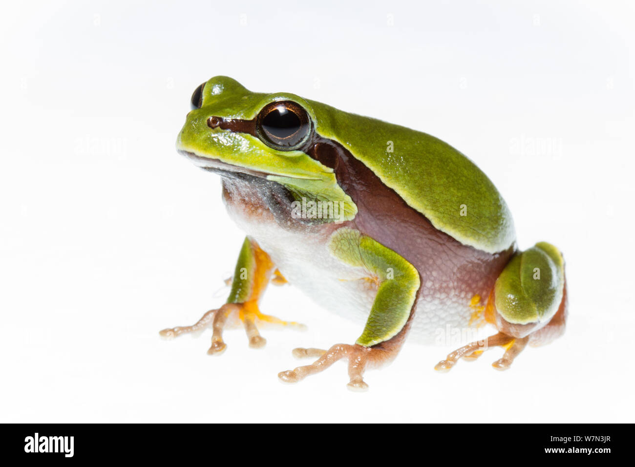 North carolina tree frog hi-res stock photography and images - Alamy