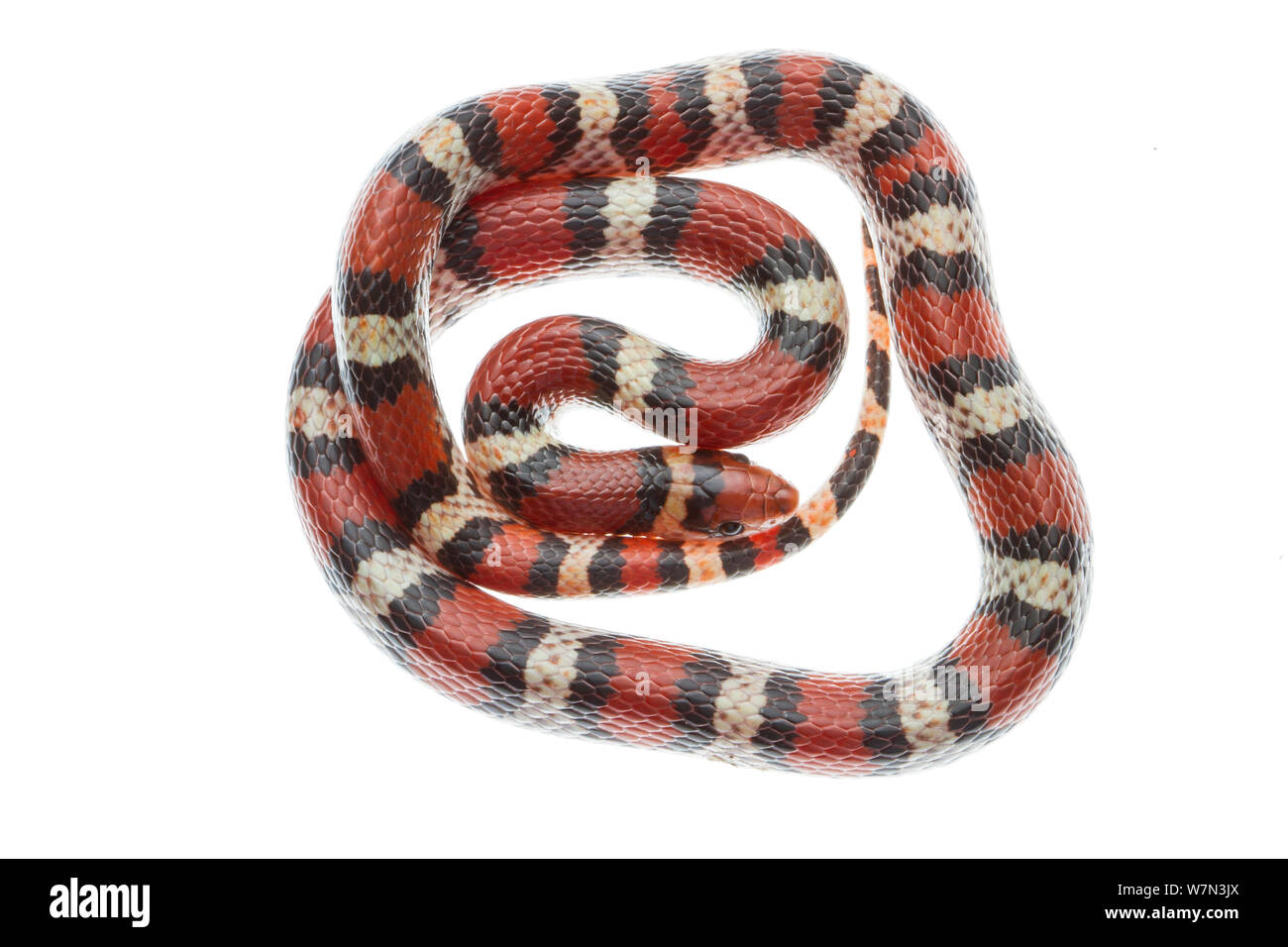 Scarlet snake (Cemophora coccinea) Scotland County, North Carolina, USA ...