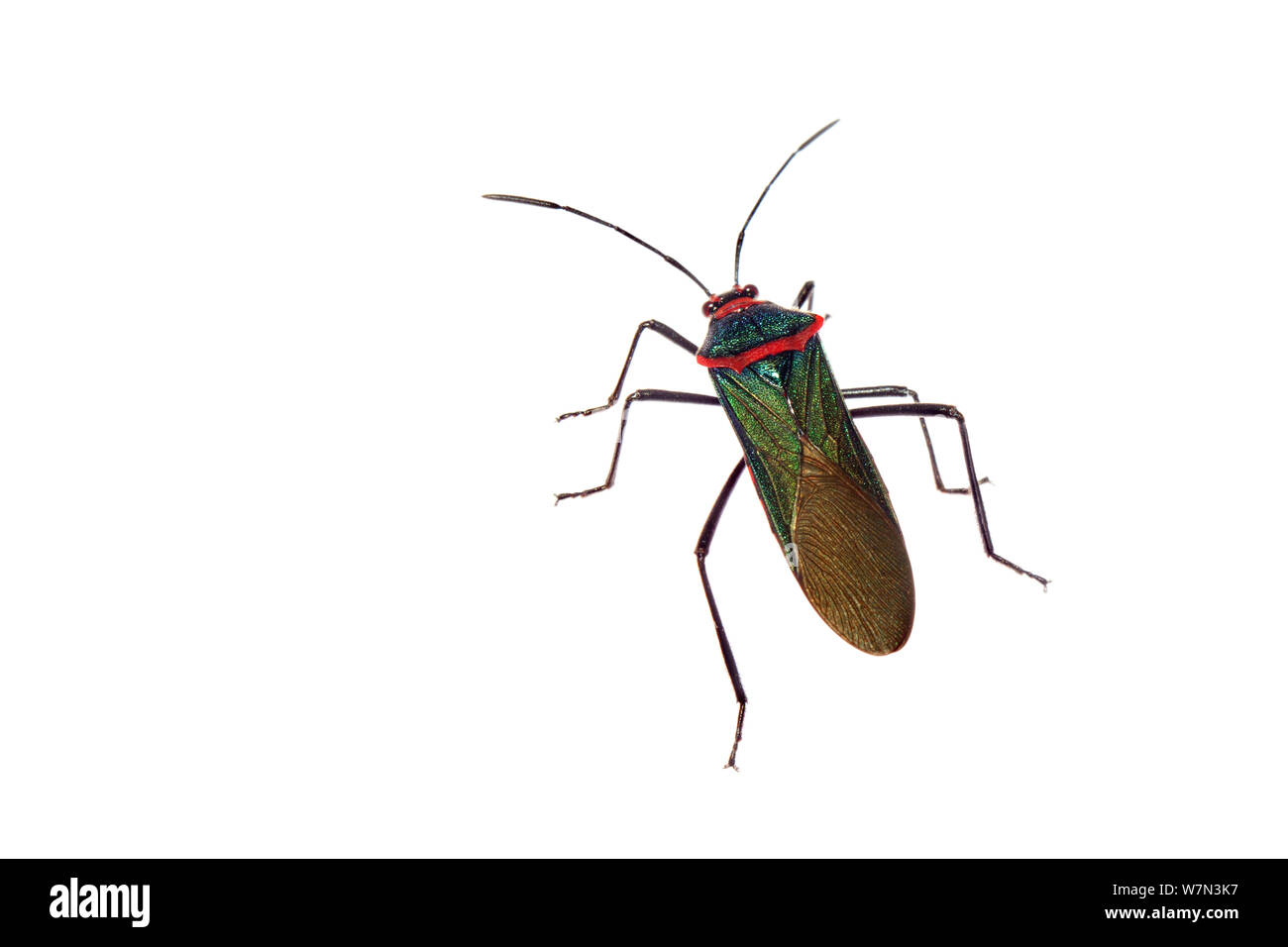 Sphictyrtus chryseis hi-res stock photography and images - Alamy