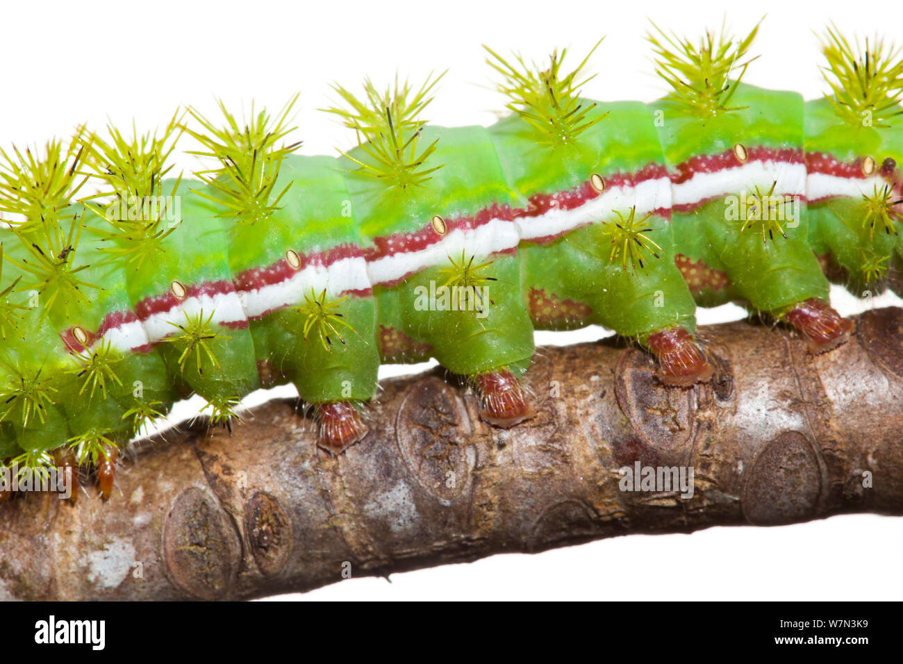 Io moth automeris io hi-res stock photography and images - Alamy