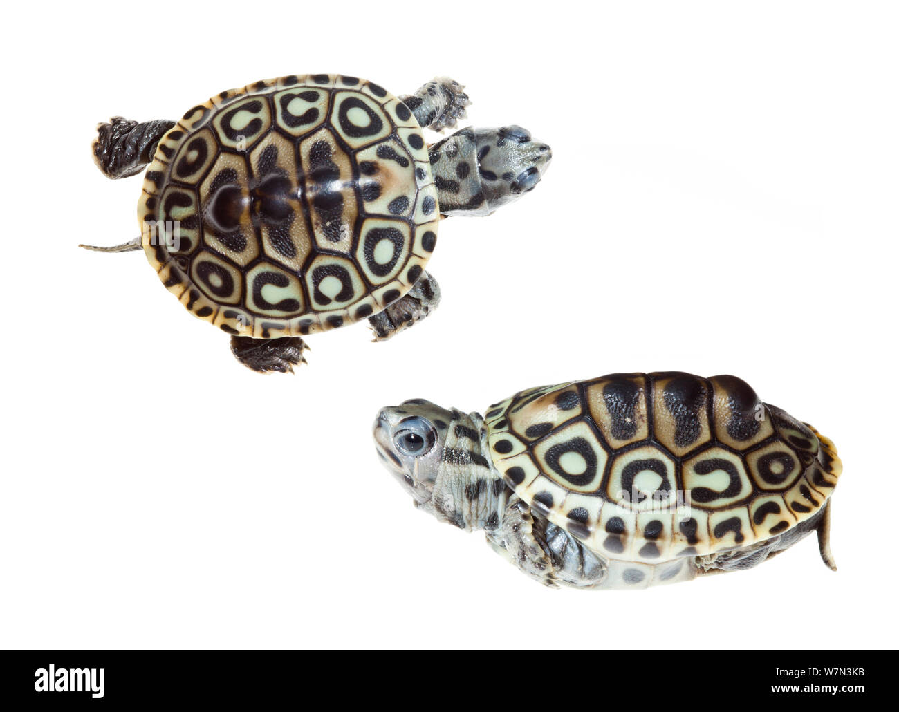 Diamondback terrapin (Malaclemys terrapin rhizophorarum) side and ...
