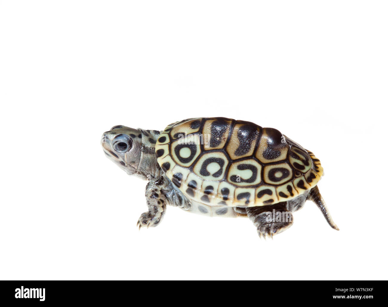Diamondback terrapin (Malaclemys terrapin rhizophorarum) side view ...