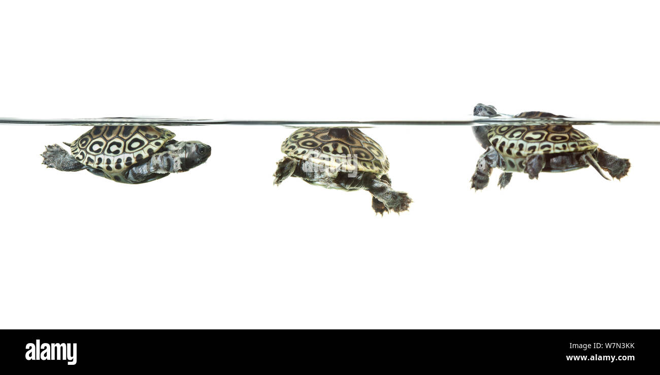 Diamondback terrapin (Malaclemys terrapin rhizophorarum) swimming ...