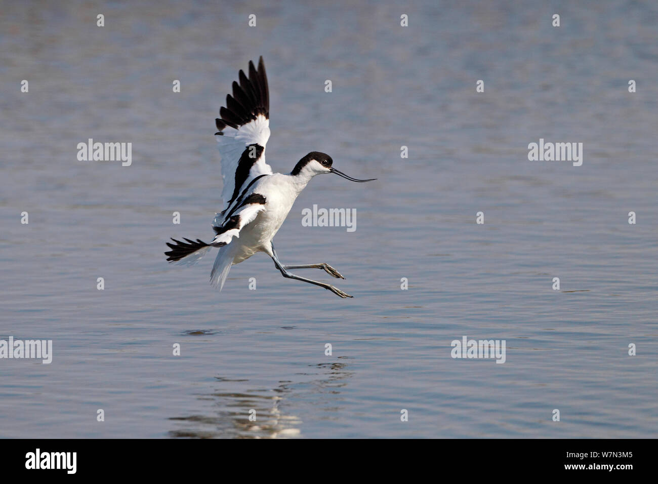 Avocet (Recurvirostra avosetta) landing Lancashire UK, April Stock ...
