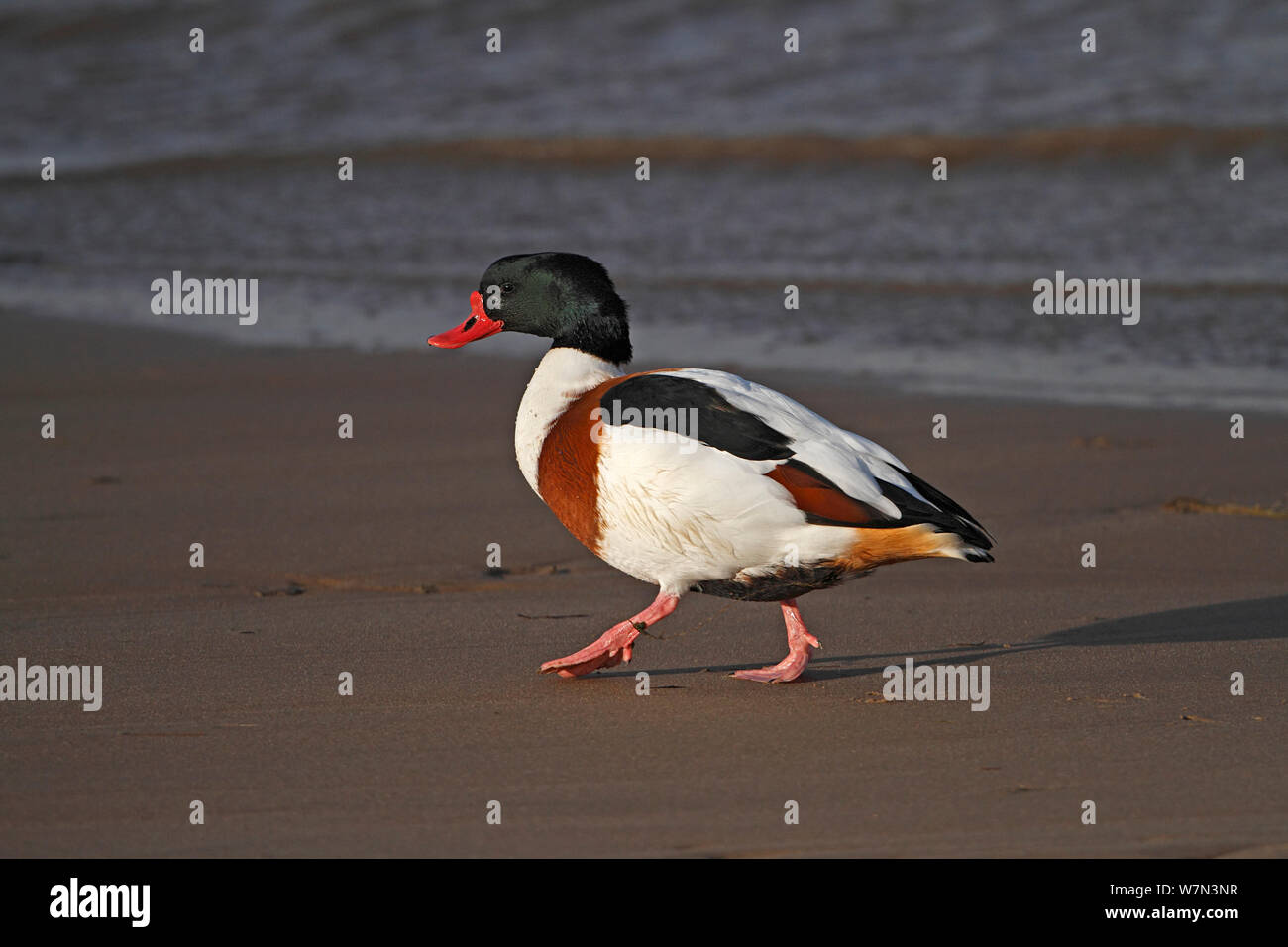 Uk waterfowl hi-res stock photography and images - Alamy