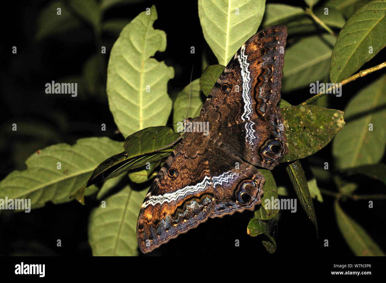 Moth lepidoptera ecuador hi-res stock photography and images - Alamy