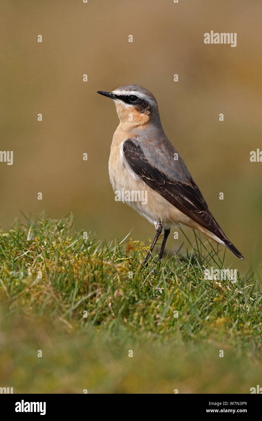 Moorland birds hi-res stock photography and images - Alamy