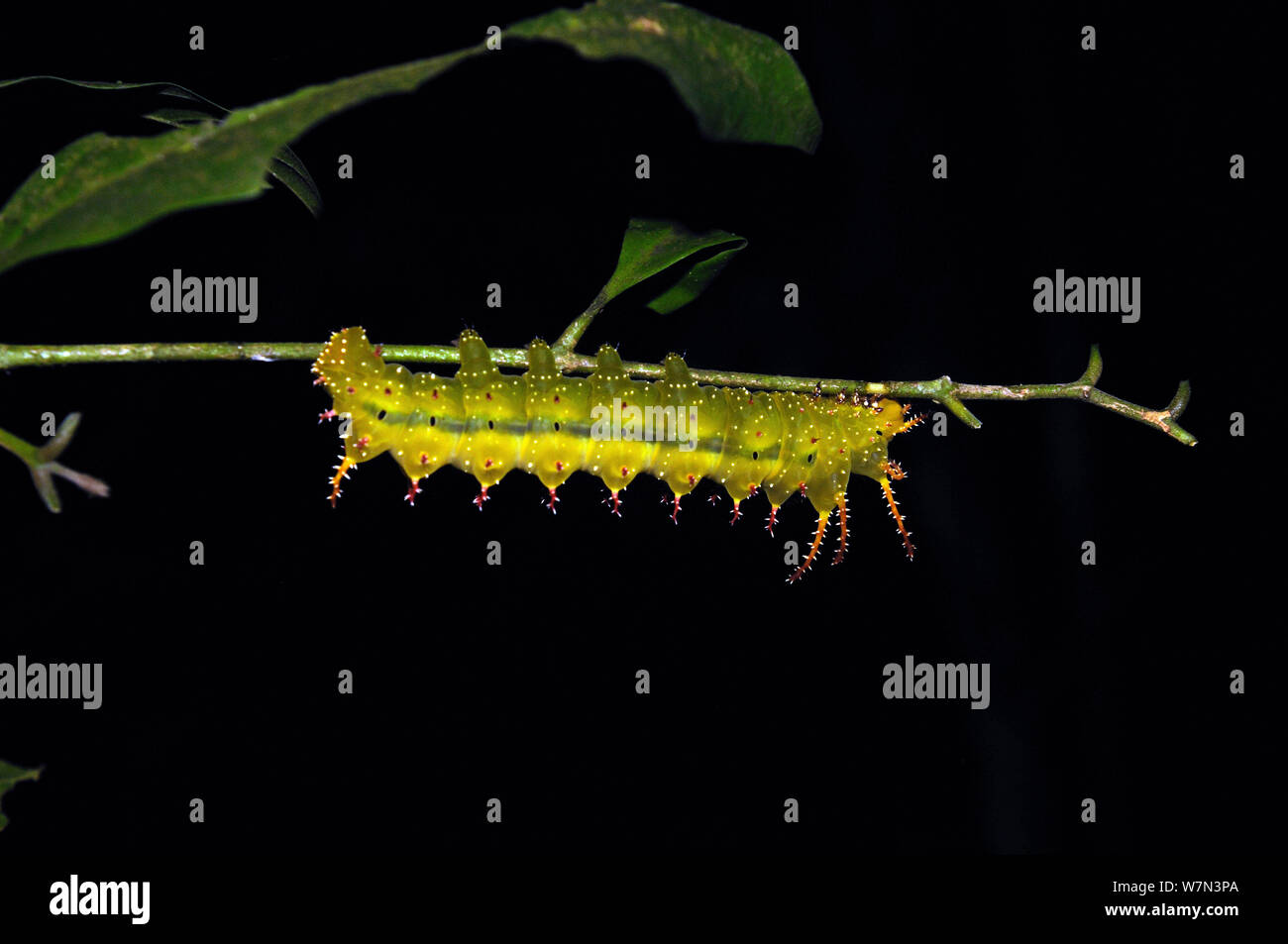 Silk moths hi-res stock photography and images - Alamy