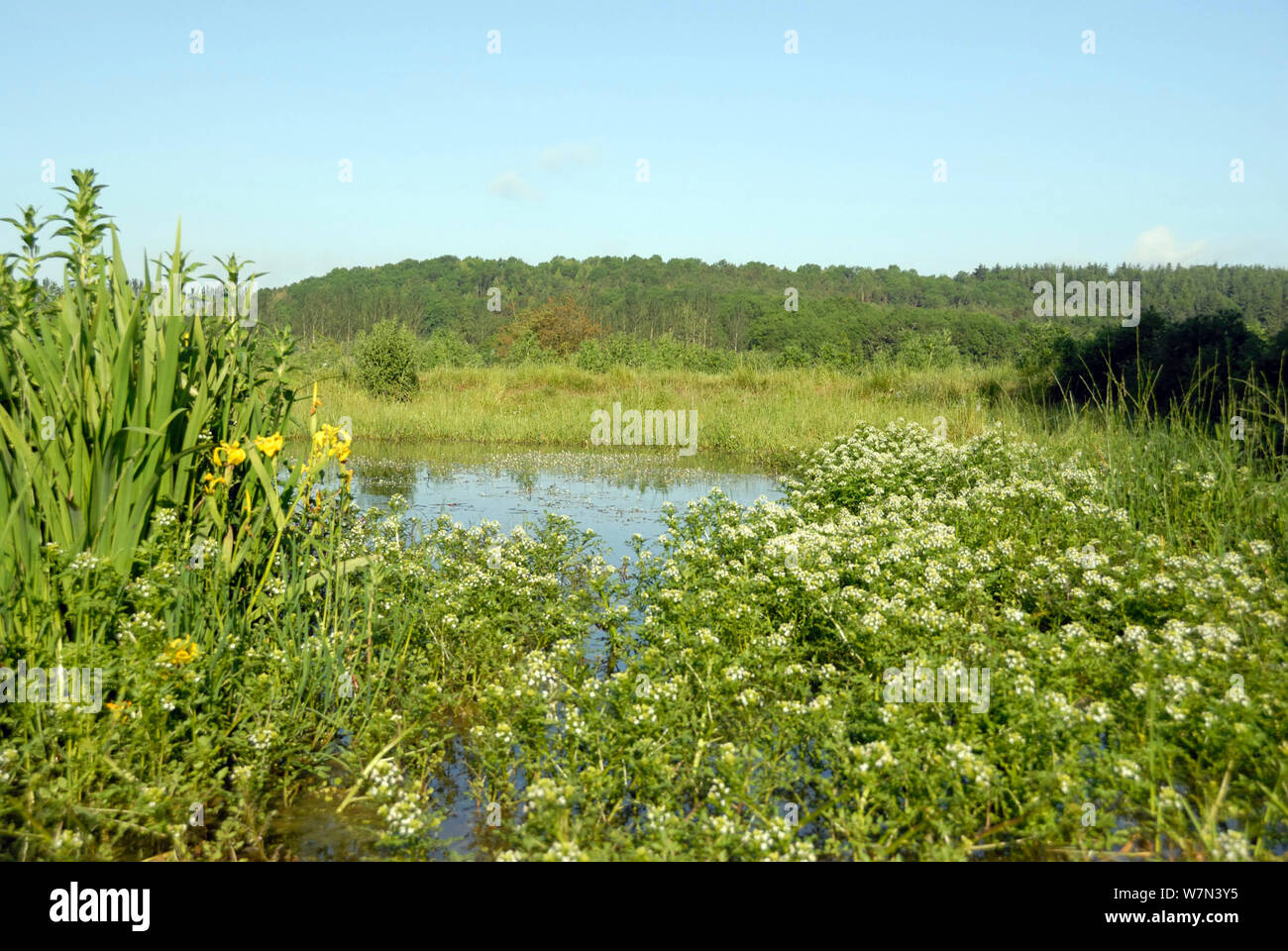 Watercress (Rorippa nasturtium-aquaticum) and Yellow flag iris (Iris ...