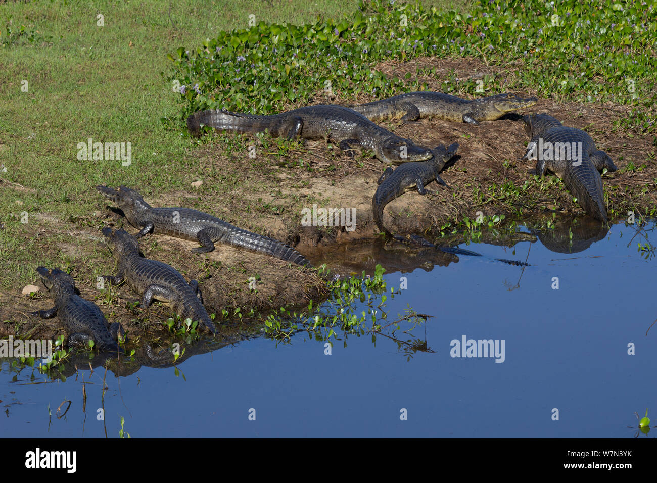 Yacare caiman (Caiman yacare) group basking on river bank, Pantanal ...