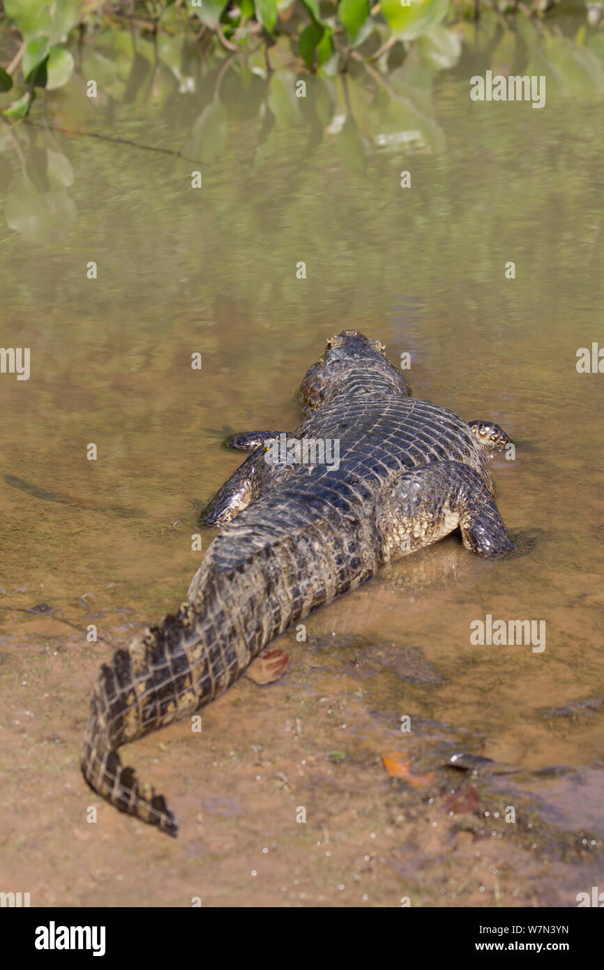 Yacare caiman (Caiman yacare) sliding into water, Pantanal, Pocone ...