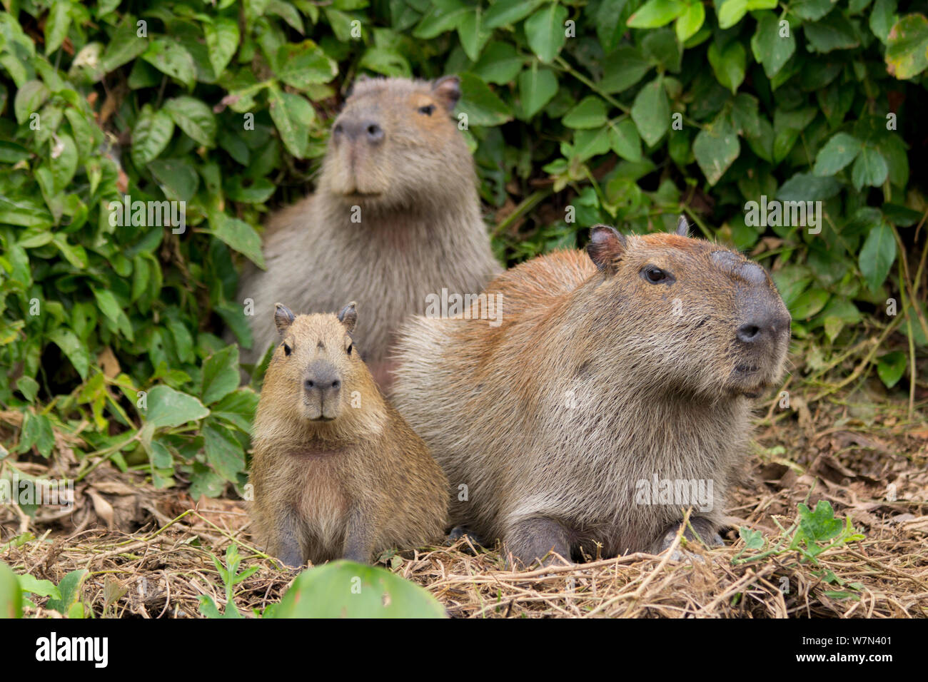 Capybara (Hydrochoerus hydrochaeris) male and female with baby ...
