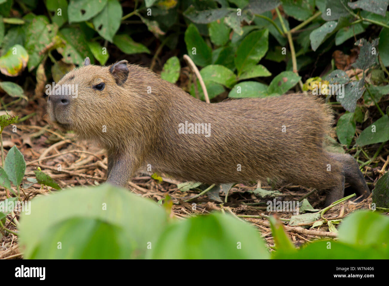 Cute capybara hi-res stock photography and images - Alamy