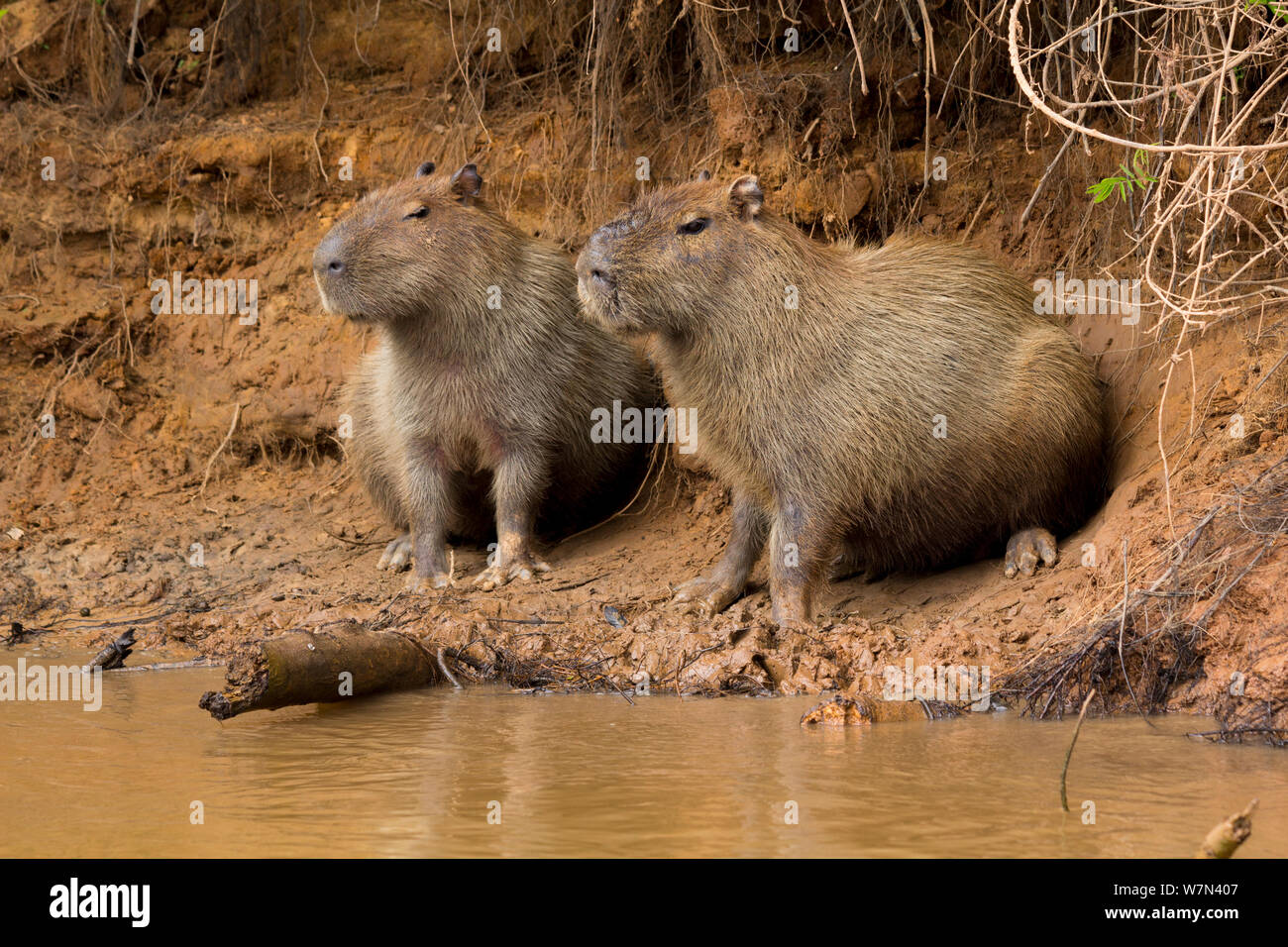 Capybara (Hydrochoerus hydrochaeris) male and female sitting on ...