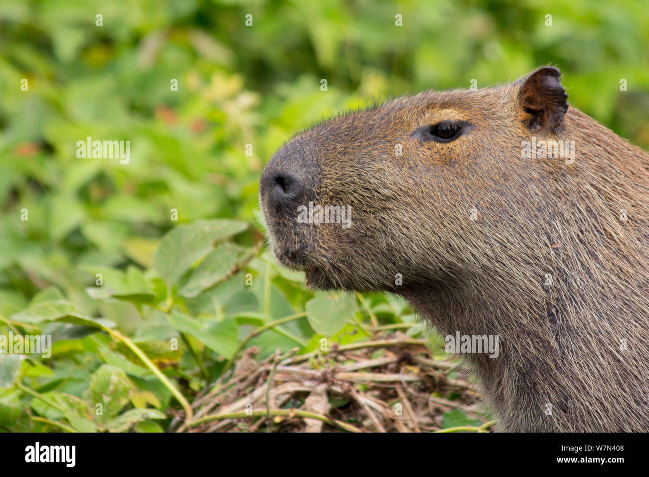 Capybara (Hydrochoerus hydrochaeris) female face portrait, Pantanal ...