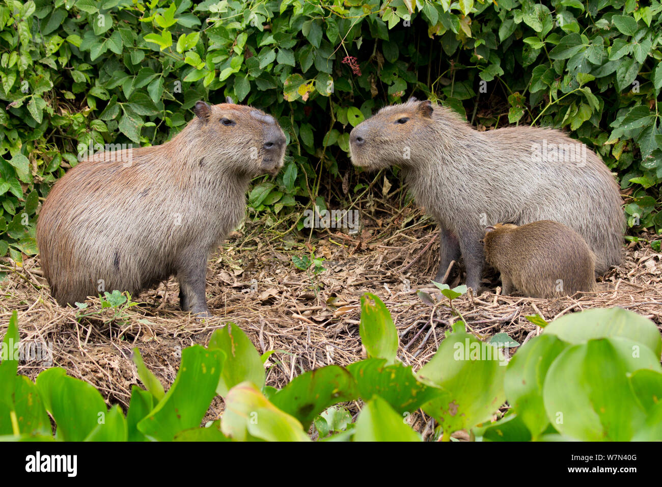 Capybara (Hydrochoerus hydrochaeris) male and female with suckling baby ...