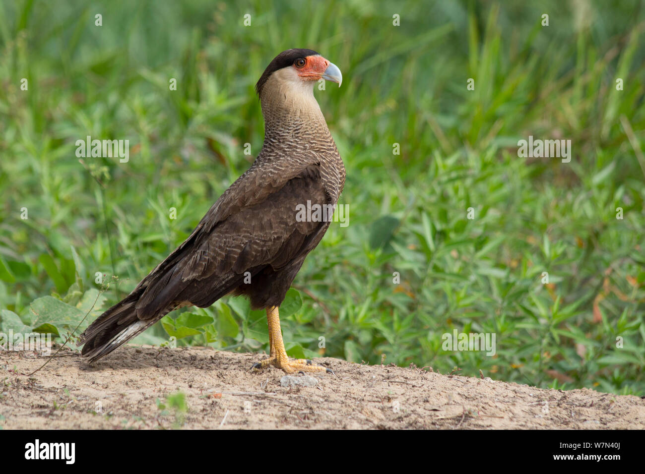 Common caracara (Caracara plancus) Pantanal, Pocone, Brazil Stock Photo ...