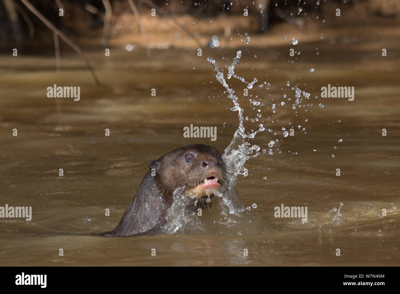 Giant otter (Pteronura brasiliensis) swimming in river, Pantanal ...