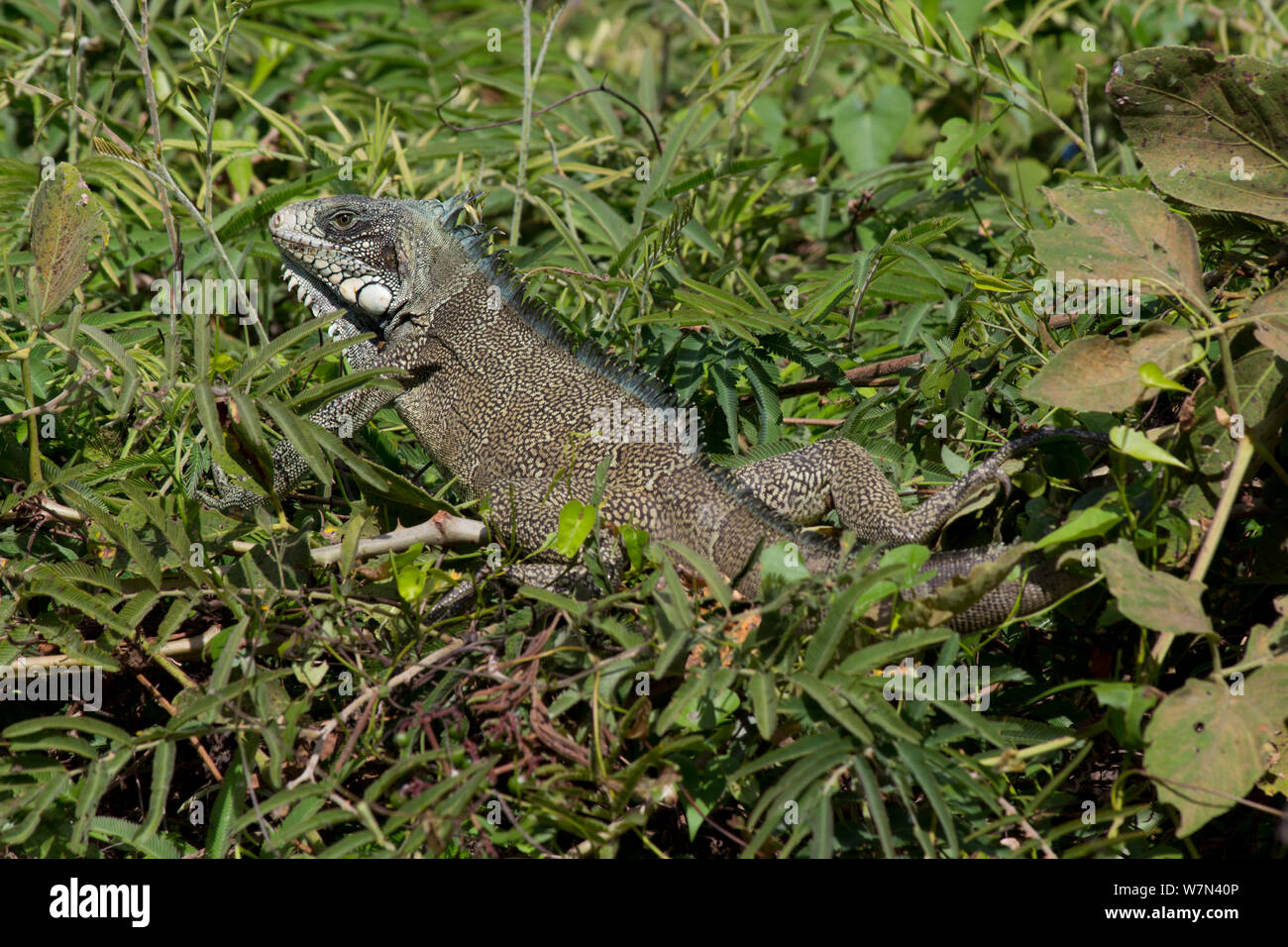 Common Iguana (Iguana iguana) Pantanal, Pocone, Brazil Stock Photo - Alamy