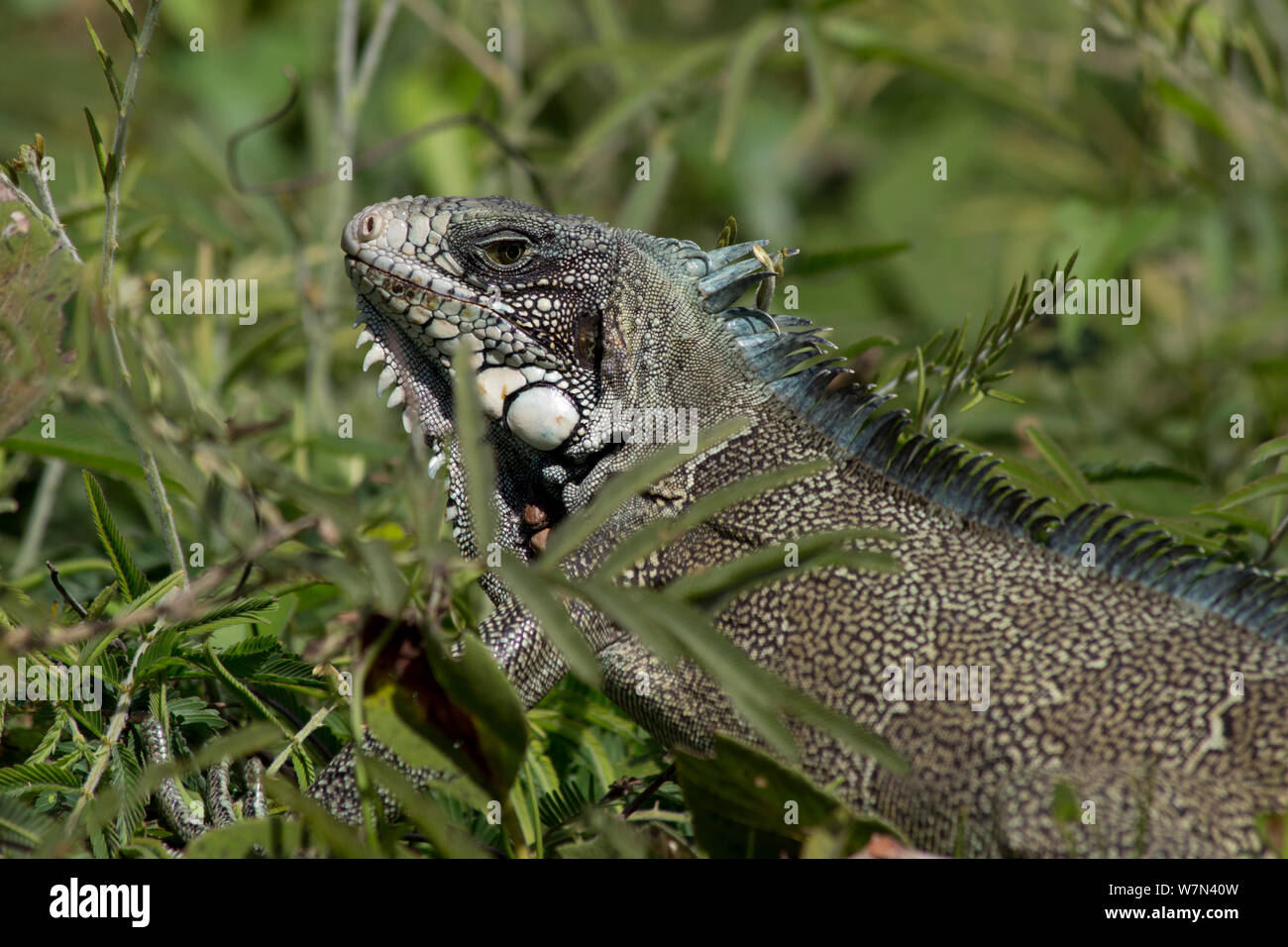 Common Iguana (Iguana iguana) Pantanal, Pocone, Brazil Stock Photo - Alamy