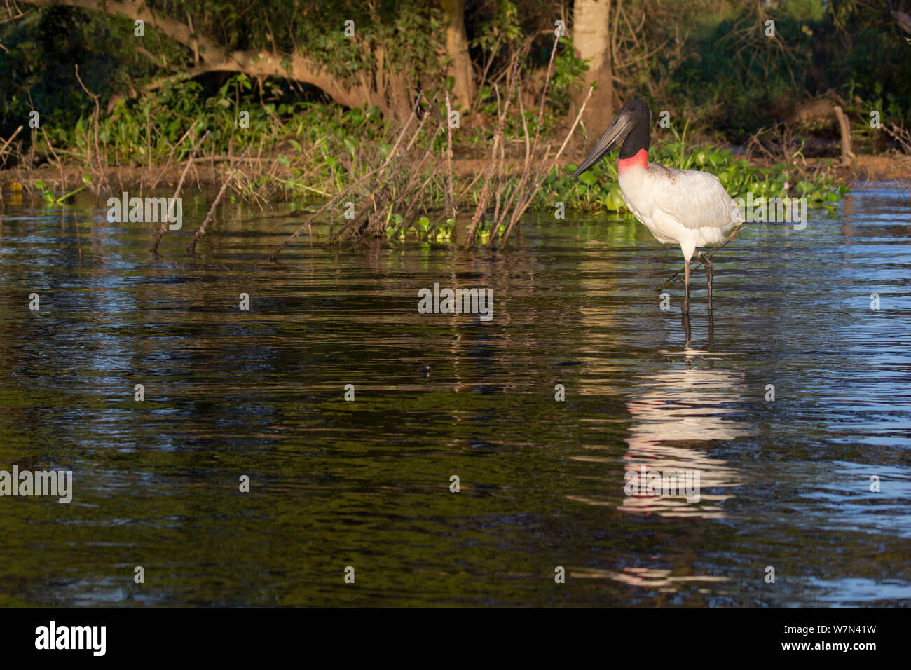 Jabiru stork (Jabiru mycteria) standing in water, Pantanal, Pocone ...