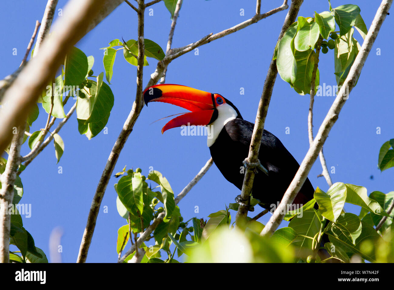 Toco toucan (Ramphastos toco) feeding, catching insects with bony ...