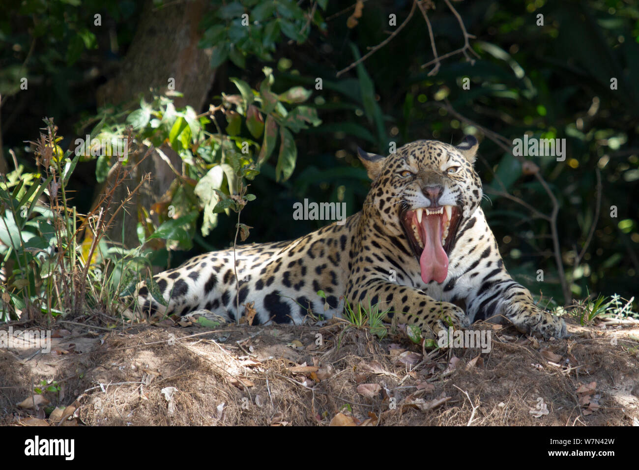 Jaguar (Panthera onca) yawning whilst at rest on bank, Pantanal, Pocone ...