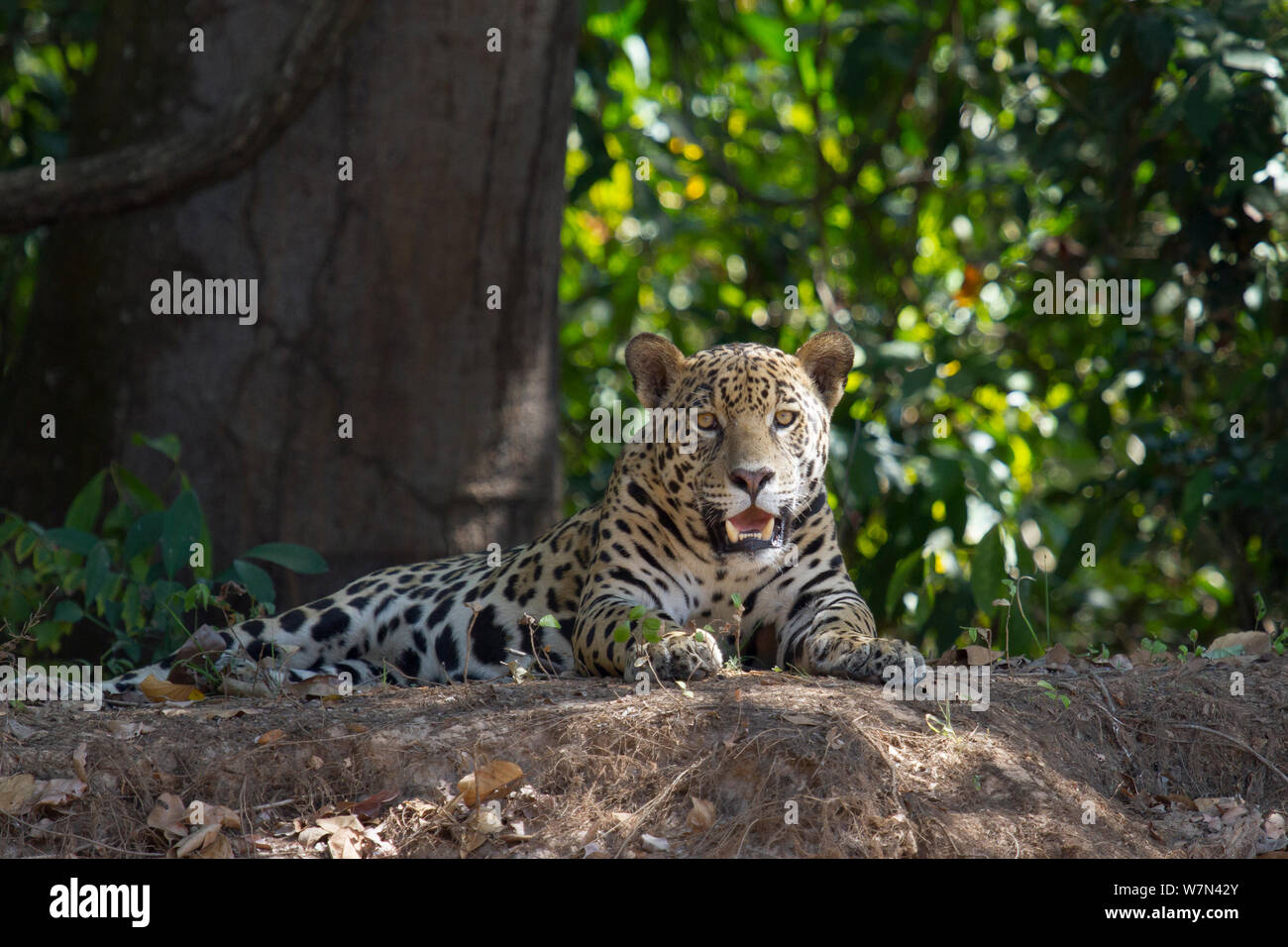 Jaguar (Panthera onca) resting on bank, Pantanal, Pocone, Brazil Stock ...