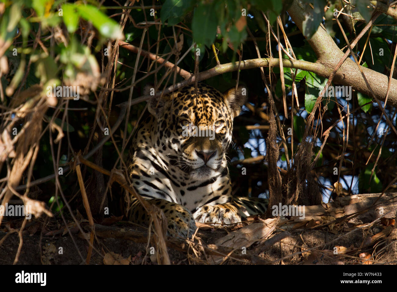 Jaguar (Panthera onca) resting in amongst thick vegetation, Pantanal ...