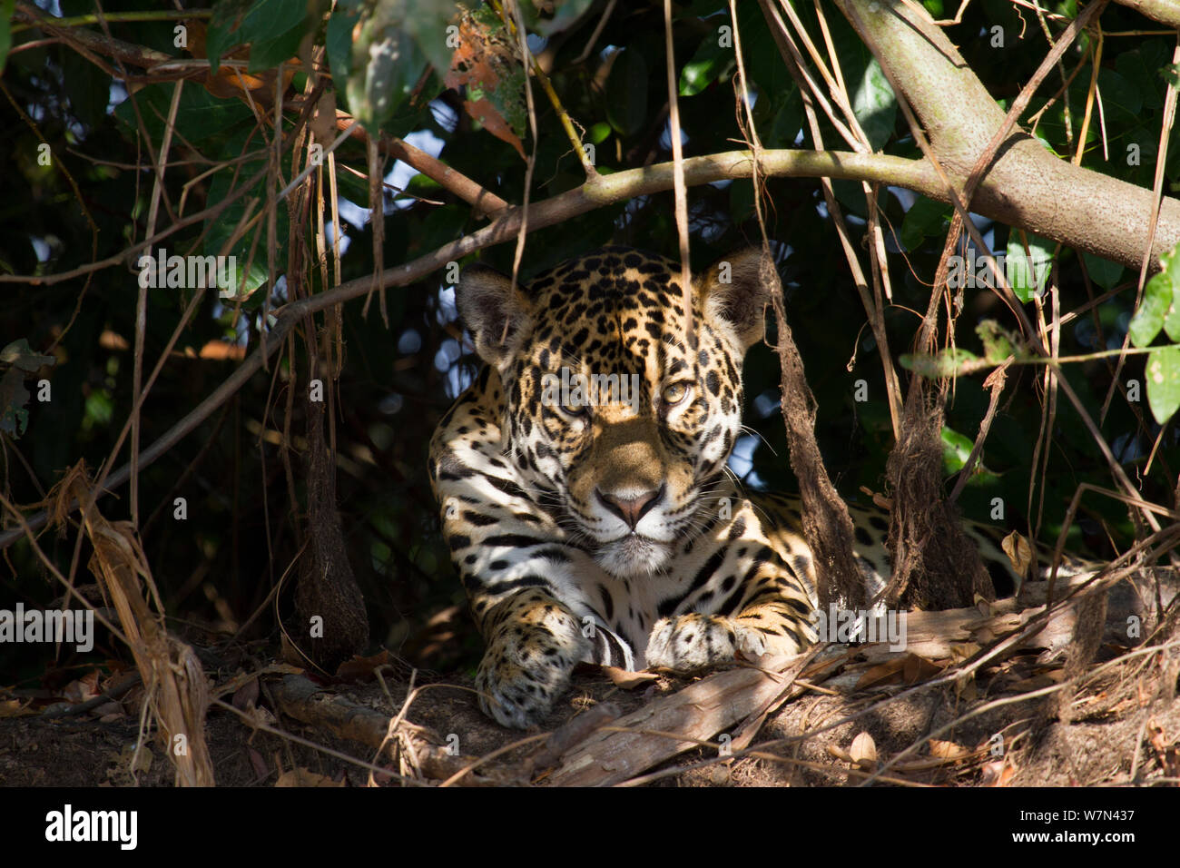 Jaguar (Panthera onca) resting in amongst thick vegetation, Pantanal ...