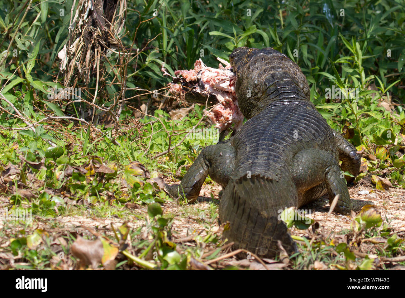 Pantanal caiman eating fish hi-res stock photography and images - Alamy