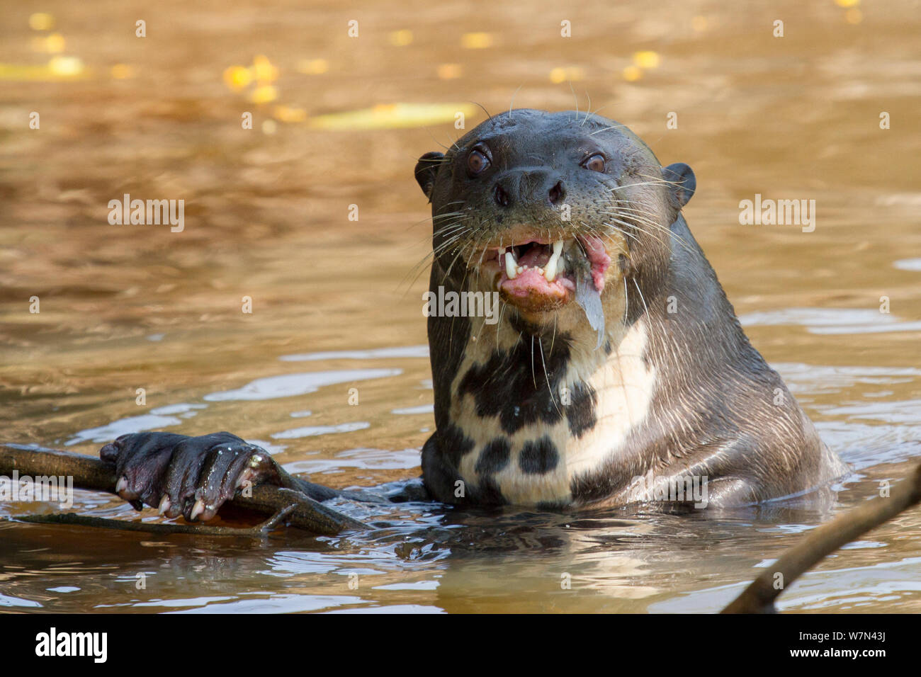 Giant otter (Pteronura brasiliensis) Pantanal, Pocone, Brazil Stock ...