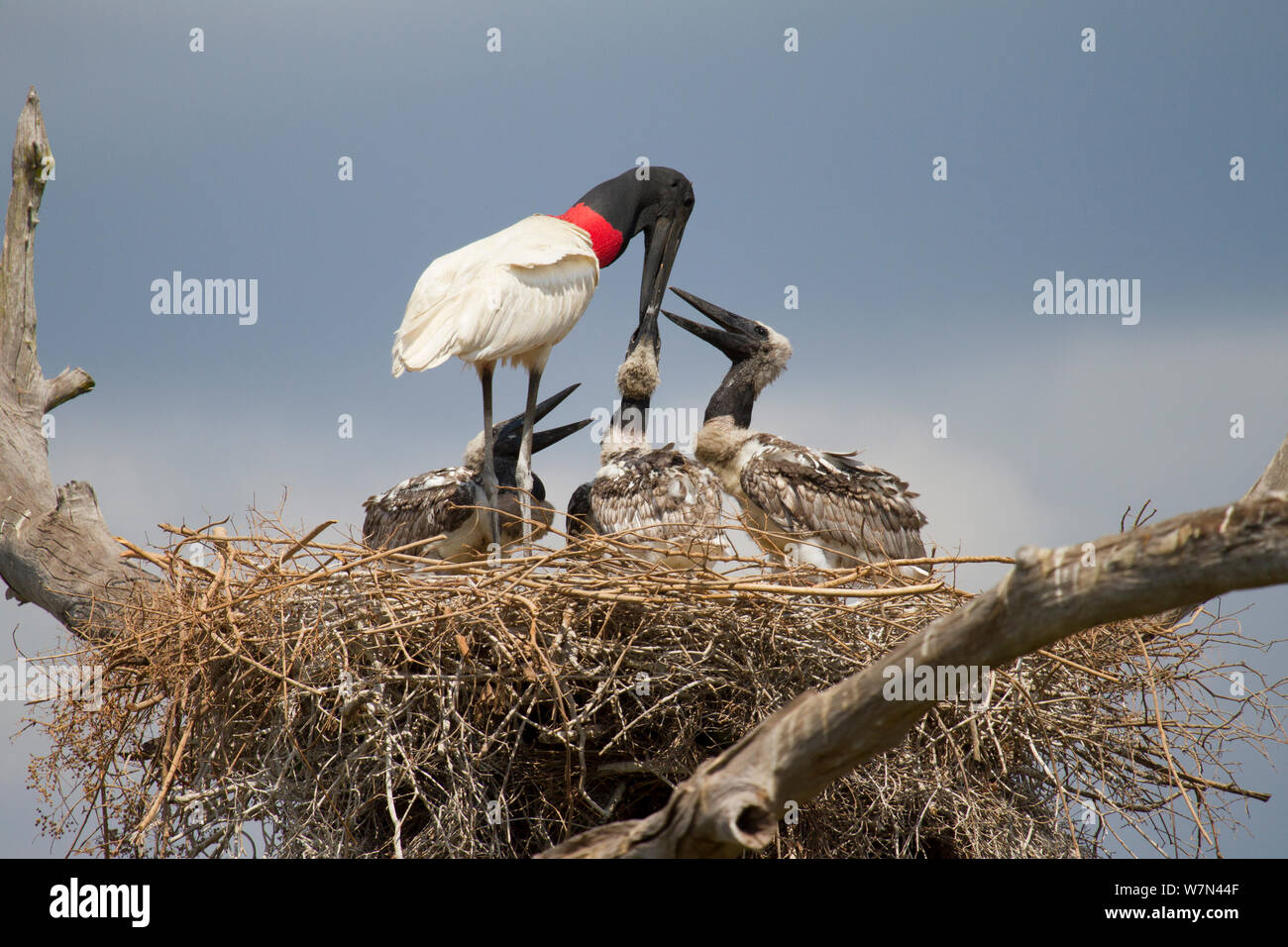 Jabiru Stork Jabiru Mycteria Feeding Chicks At Nest Pantanal Pocone