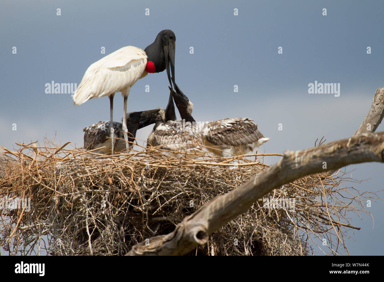 Jabiru stork (Jabiru mycteria) feeding chicks at nest, Pantanal, Pocone ...