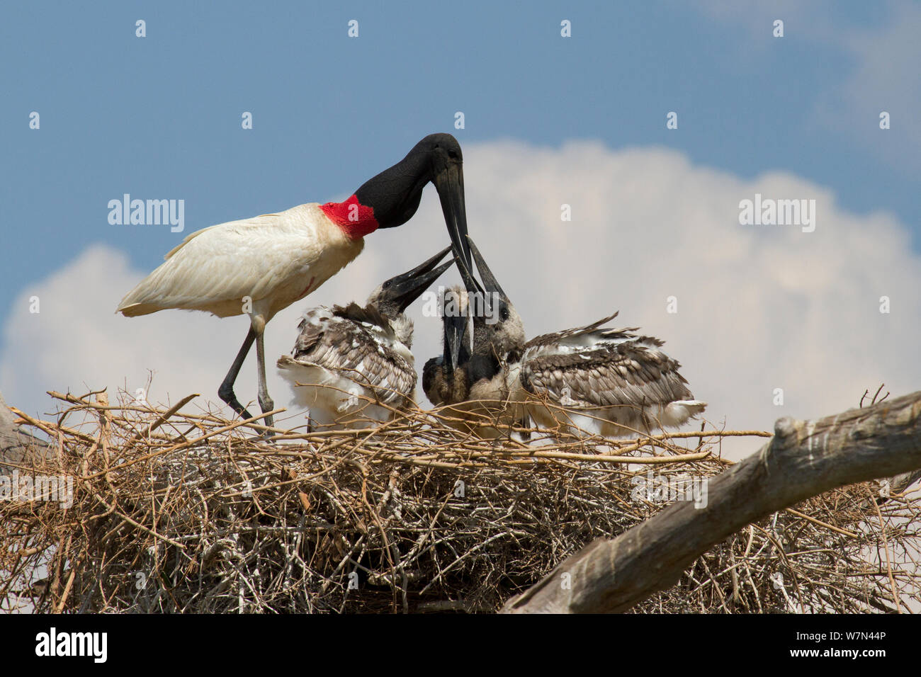 Stork Families Hi Res Stock Photography And Images Alamy