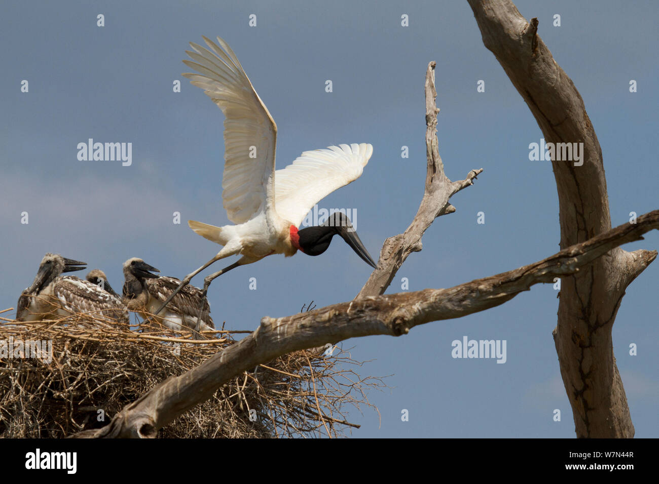 Jabiru Stork Baby