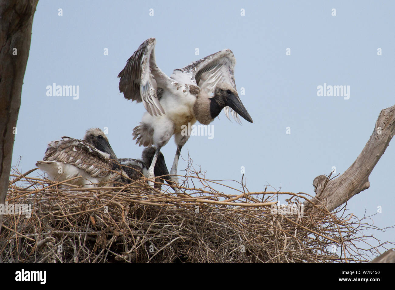 Jabiru Stork Baby