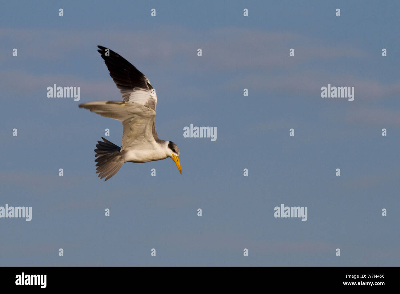 Large billed tern (Phaetusa simplex) in flight, Pantanal, Brazil Stock ...