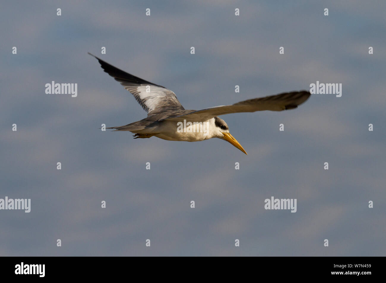 Large billed tern (Phaetusa simplex) in flight, Pantanal, Brazil Stock ...