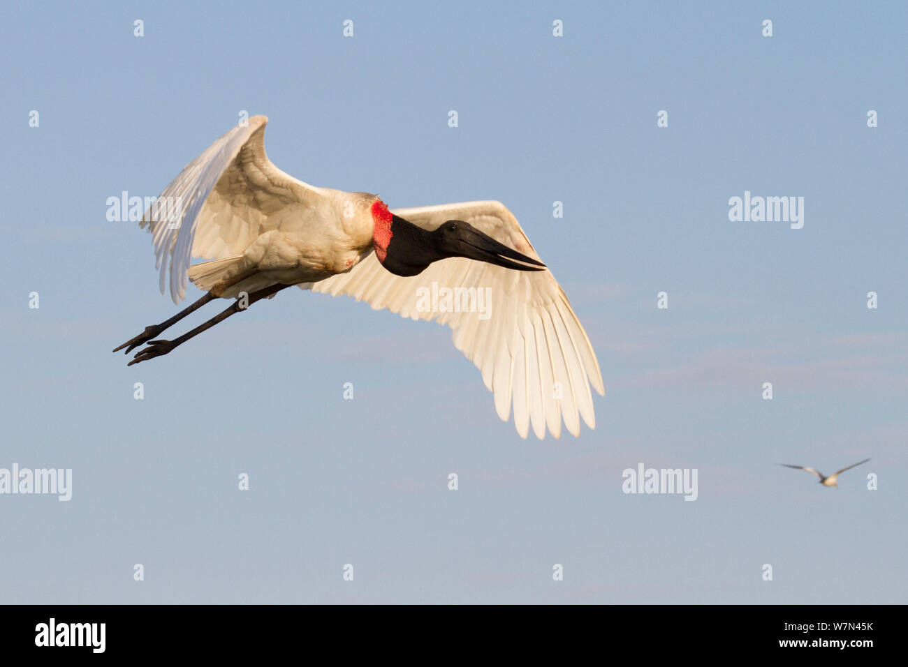 Jabiru storks flying hi-res stock photography and images - Alamy